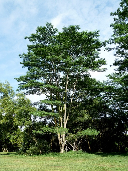 Pterocarya stenoptera Seeds, Chinese Wingnut Seeds