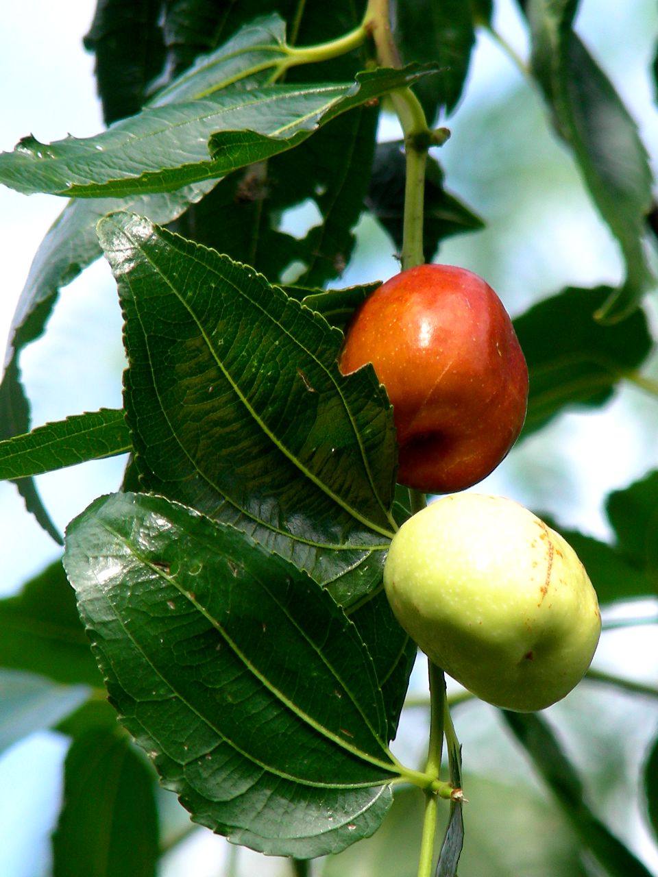 Ziziphus mauritiana Seeds, Ber, Chinee Apple, Jujube, Indian plum and ...