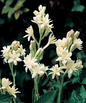Polianthes Tuberosa Leaves