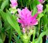 Curcuma amada Rhizomes, Mango Ginger Rhizomes For Growing