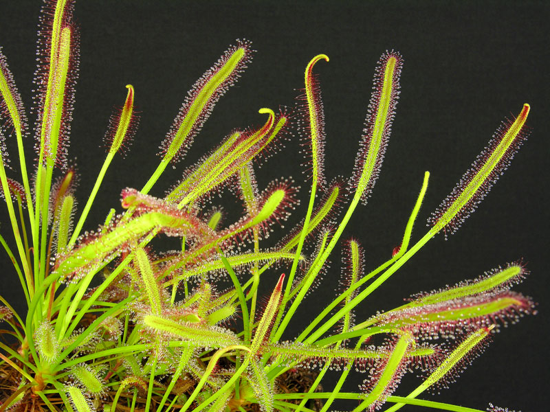 Drosera capensis narrow leaf Seeds.Carnivorous plant Seeds.