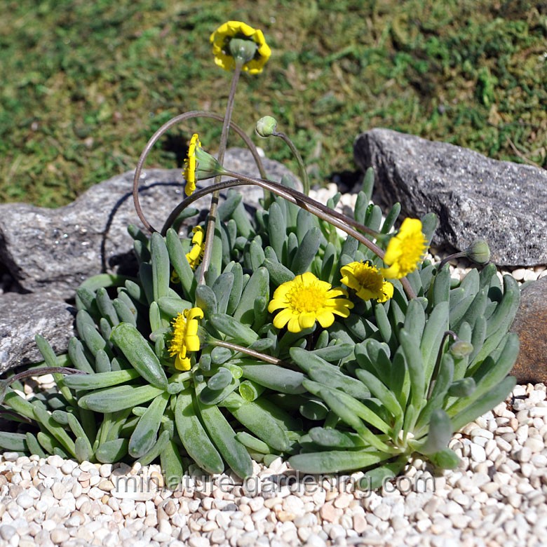 Othonna capensis Seeds, Little Pickles Ice Plant Seeds