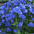 Anchusa Capensis Blue Angel, Bugloss Seeds, Cape forget me not Seeds,