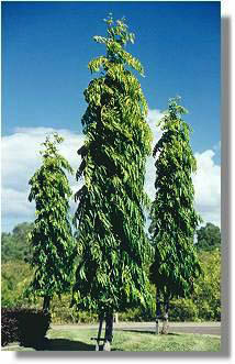 Ashoka Tree