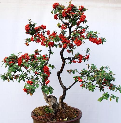 Pyracantha fortuneana bonsai seeds Chinese Firethorn Firethorn Seeds
