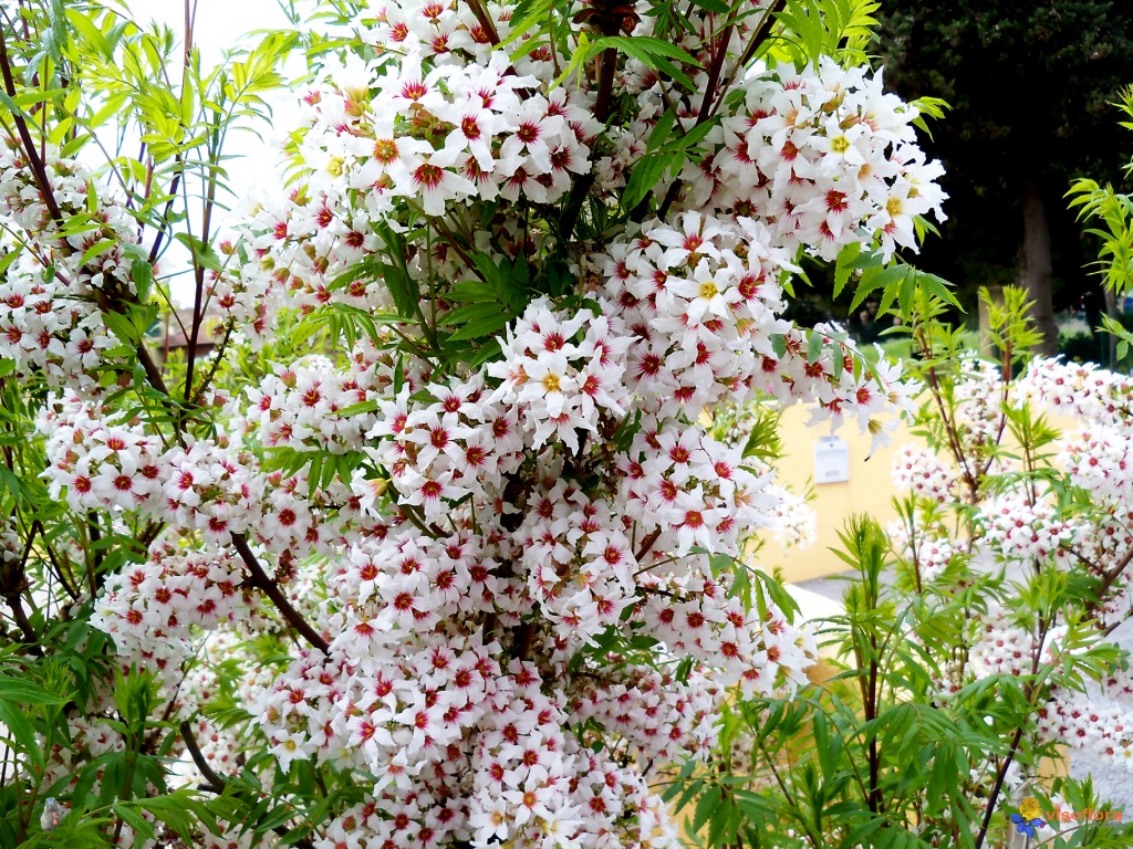 Xanthoceras sorbifolium Seeds , yellowhorn Tree ,Golden horn Tree ...