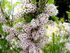 Xanthoceras sorbifolium Seeds , yellowhorn Tree ,Golden horn Tree ...
