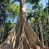 Ficus albipila Seeds , Abbey tree Seeds, Exotic Bonsai Tree Seeds ...