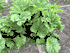 Rheum emodi Seeds, Rheum australe Seeds,Himalayan Rhubarb Seeds, Red ...