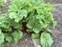 Rheum emodi Seeds, Rheum australe Seeds,Himalayan Rhubarb Seeds, Red ...