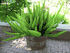 Asparagus Densiflorus Meyeri Seeds . Foxtail Fern, Cat's Tail Fern Seeds