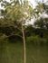 Malaina Seeds, Bulk Malaina Seeds, Buy Malaina Seeds