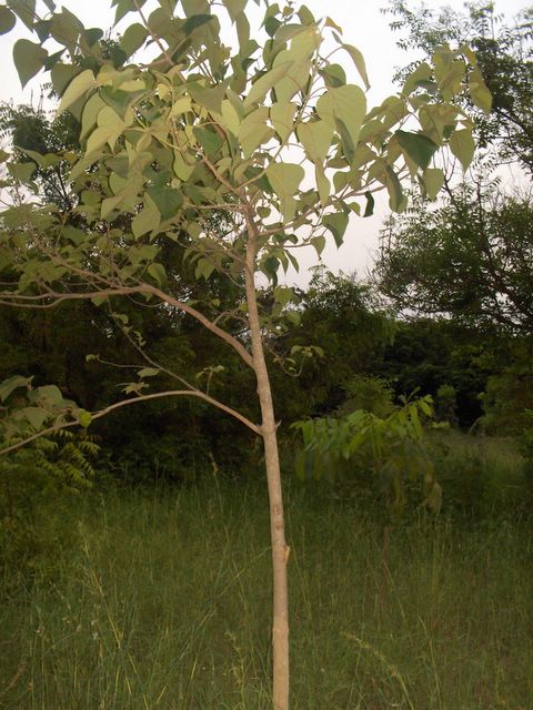 Malaina Seeds, Bulk Malaina Seeds, Buy Malaina Seeds