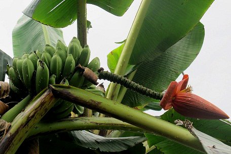 Musa ochracea Seeds, Banana Seeds, Exotic Fruits Seeds