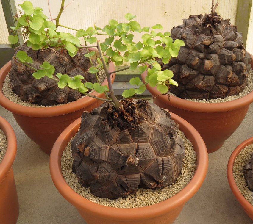 DIOSCOREA ELEPHANTIPES SEEDS ,HOTTENTOT BREAD, TURTLE SHELL Plant Seeds ...