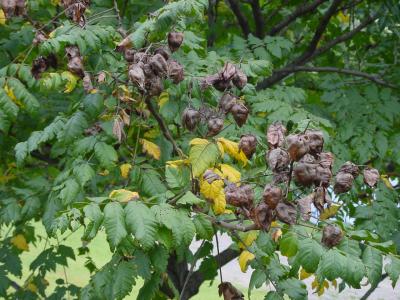 Golden Chain Tree Fruit