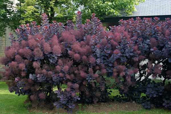 Rhus cotinus Seeds , Eurasian smoke tree Seeds , smoke tree Seeds ...