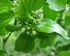Strychnos Potatorum Seeds. Cleaning Nuts Seeds. Indian Gum Nuts.