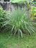 Cymbopogon martinii Seeds ,palmarosa Seeds, rosha grass Seeds