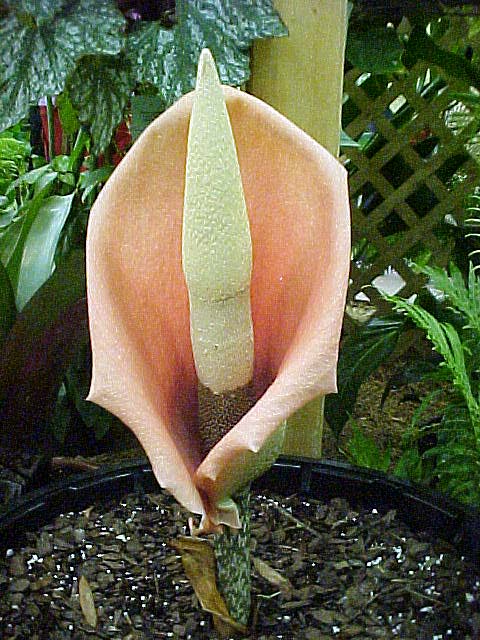 Amorphophallus bulbifer Bulbs . Voodoo Lily Bulbs. Devils Tongue Bulbs
