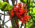 Erythrina speciosa Seeds , Erythrina reticulata, Erythrina poianthes ...