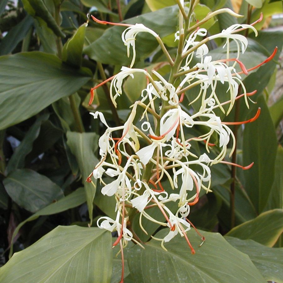 Hedychium Gracile Seeds, Salmon Gingerlily Seeds