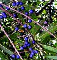 Elaeocarpus ganitrus Live Plants, Rudraksh Plants , Rudraksha Plants