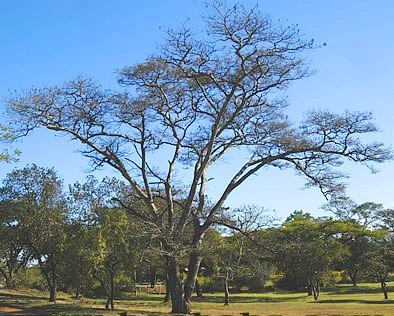 Acacia polyacantha Seeds, White-stem Thorn; Witdoring Seeds