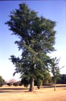 Ana tree Seeds, Faidherbia albida Seeds