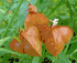 Cardiospermum halicacabum Seeds .Balloon plant Seeds, Love in a puff ...