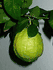 Citrus medica Seeds, Etrog Seeds. Citrus Medica Seeds