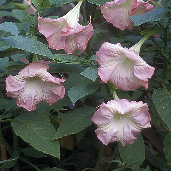 Trumpet Flowers Images at Therese Arnold blog