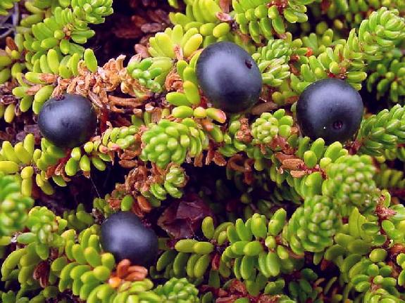 Empetrum nigrum Seeds , crowberry Seeds, black crowberry Seeds