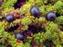 Empetrum nigrum Seeds , crowberry Seeds, black crowberry Seeds