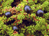 Empetrum nigrum Seeds , crowberry Seeds, black crowberry Seeds