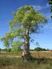 Moringa drouhardii Seeds . Bottle Tree Seeds , Stone Size Seeds