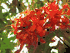 Saraca Ashoka Seeds , Ashoka tree Seeds , Sita Ashok, Sorrowless tree ...