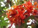 Saraca Ashoka Seeds , Ashoka tree Seeds , Sita Ashok, Sorrowless tree ...