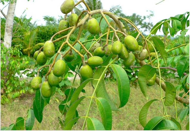 Spondias indica Seeds , hog plums Seeds Spanish plums Seeds , libas Seeds