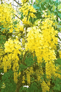 Golden shower Tree Seeds, Cassia Fistula Seeds