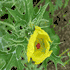 Argemone Mexicana Seeds, Prickly Poppy Seeds Seeds , Mexican poppy ...