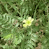 Tribulus terrestris ,Gokshura Powder