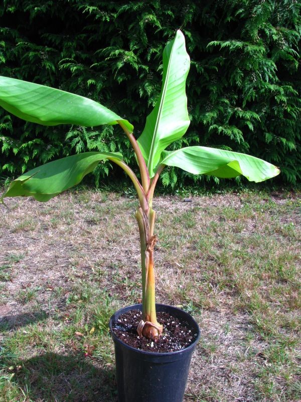 Musa Thomsonii Seeds, Bhutan banana Seeds
