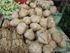 Pachyrhizus erosus Seeds, Jícama Seeds, Climbing Yam Bean, Mexican ...