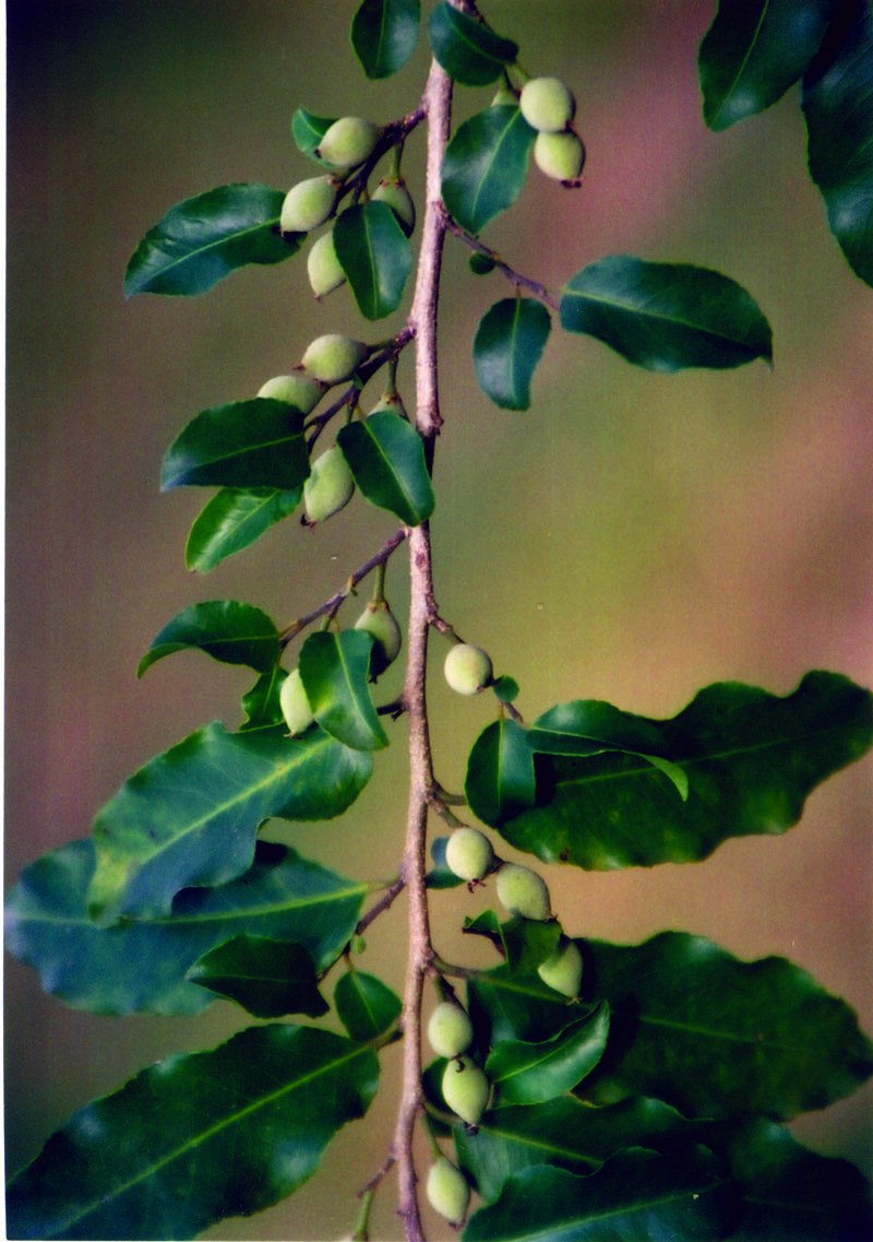 Putranjiva roxburghii Seeds. Putranjiva, Lucky Bean Tree Seeds.Drypetes ...