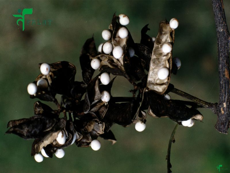 Abrus precatorius,White Seeds , bead vine Seeds, Abrus White, coral ...