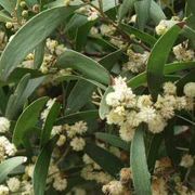 ACACIA melanoxylon Seeds, blackwood acacia Seeds , Sally Wattle ...