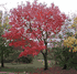 Acer truncatum Seeds, Shantung Maple Seeds , Purple blow Maple Fire ...