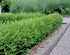 Buxus sinica insularis Seeds .Wintergreen Seeds. Korean boxwood Seeds