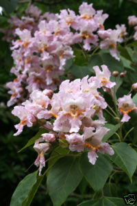 Catalpa fargesii Seeds, Chinese Bean Tree Seeds